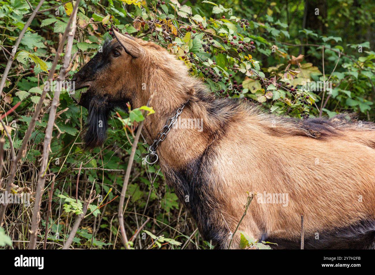 Ziegen im Wald bei Vares, Bosnien 19.09.24, Vares: Symbolfoto ...