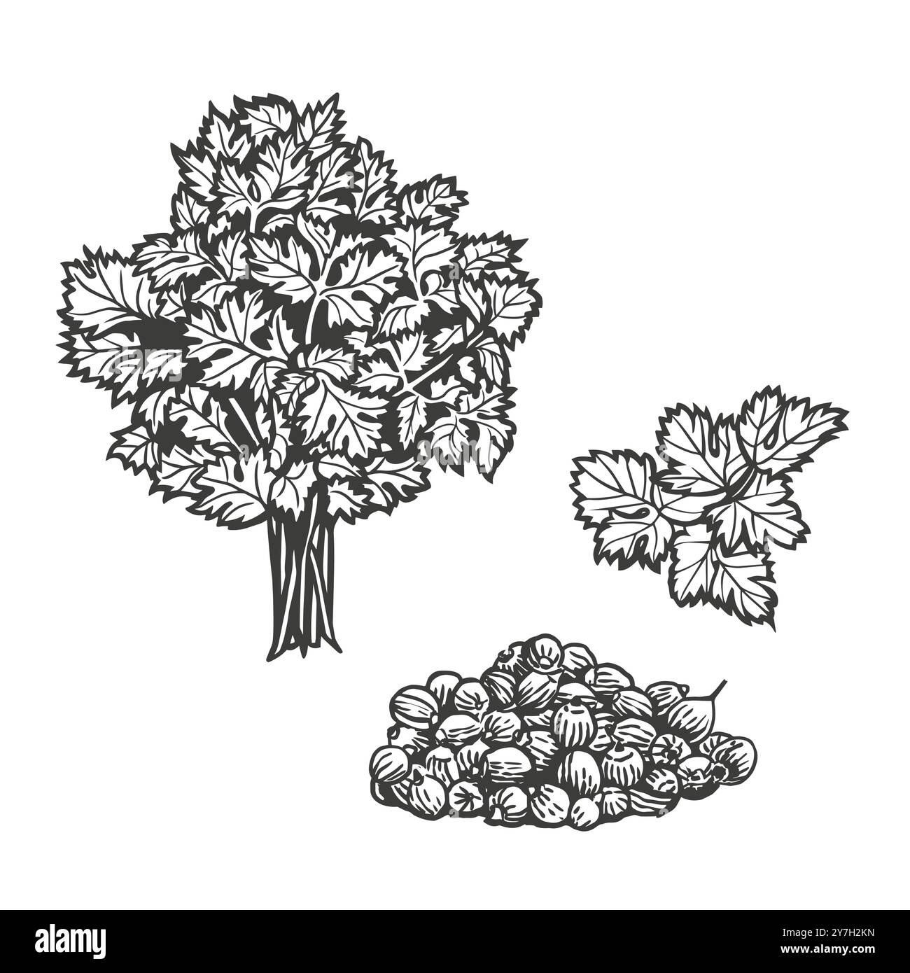 Herb sketch Stock Vector Images - Alamy