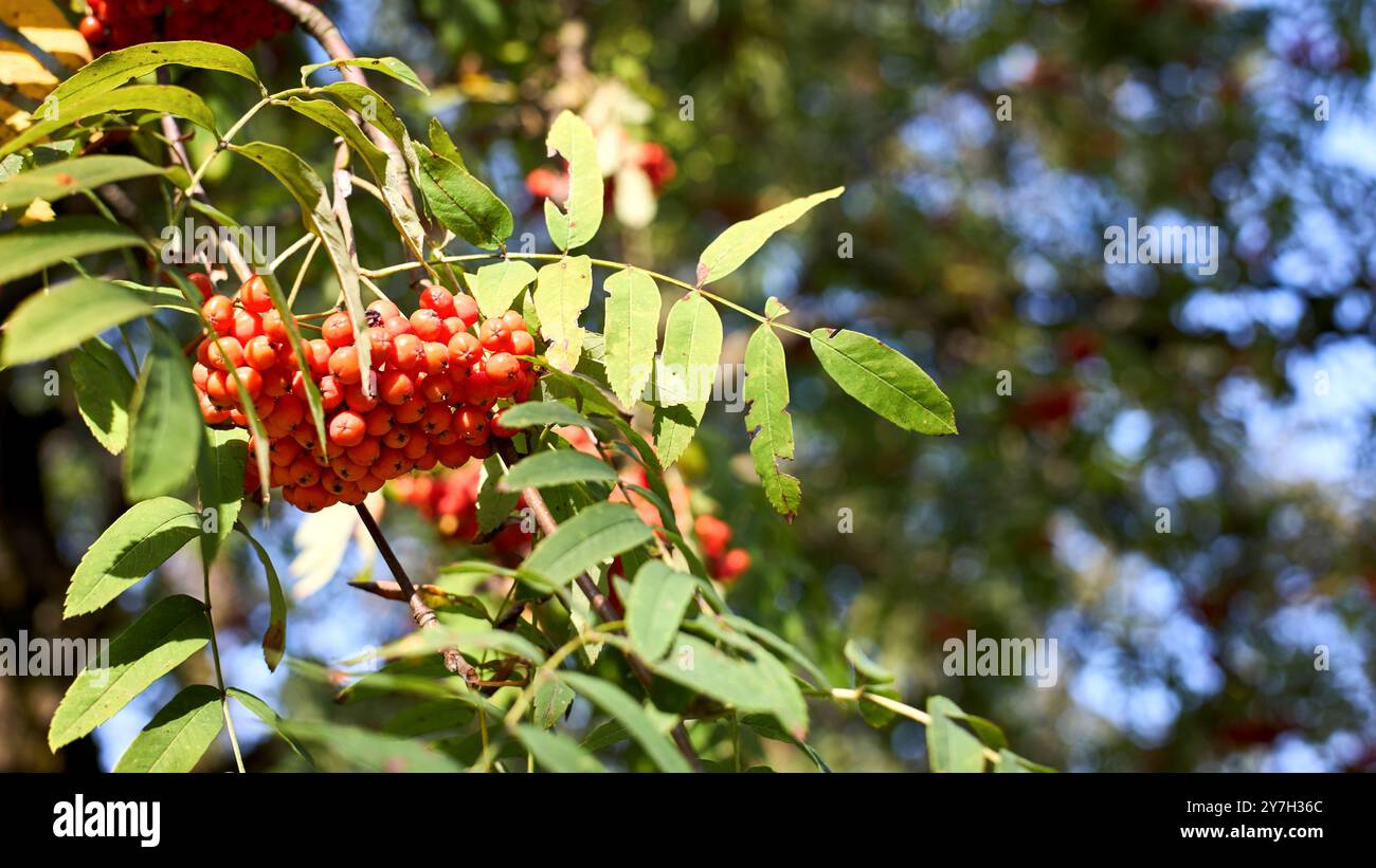Sorbus aucuparia or rowan and mountain ash, species of deciduous tree ...