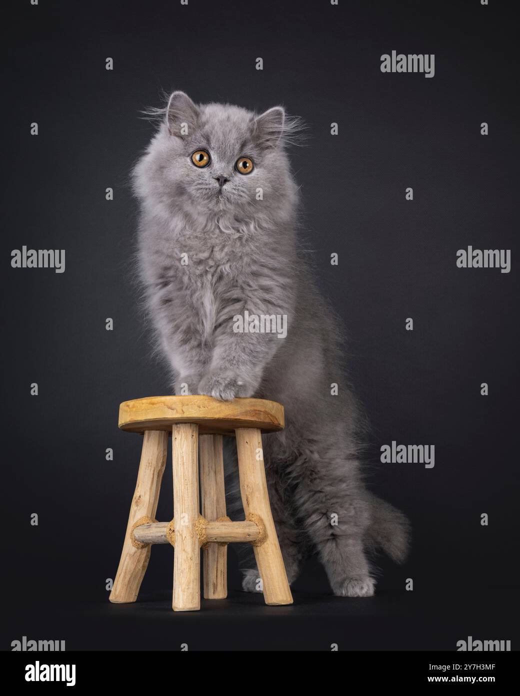 Fluffy blue British Longhair cat kitten, standing with front paws on little wooden stool ...