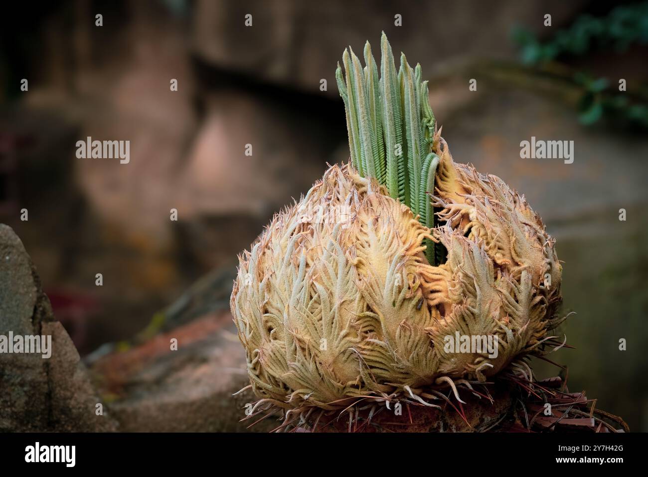 New fronds emerge from palm tree Stock Photo - Alamy