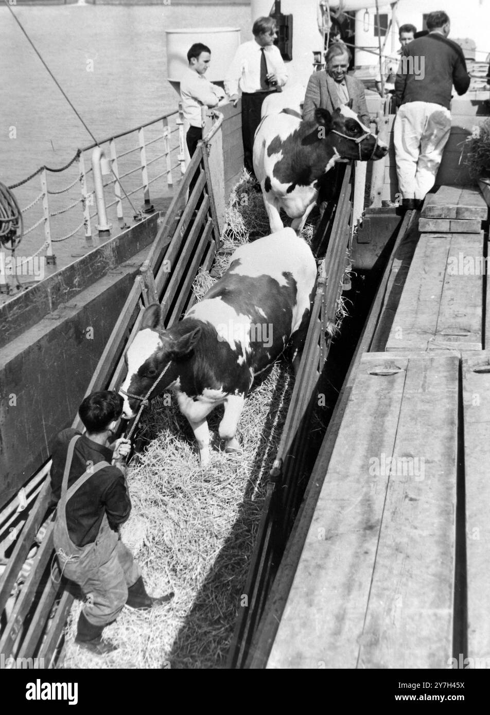 DOCKS BRITISH LIVESTOCK ABOARD ROKITA IN FELIXSTOWE ; 20 AUGUST 1964 ...