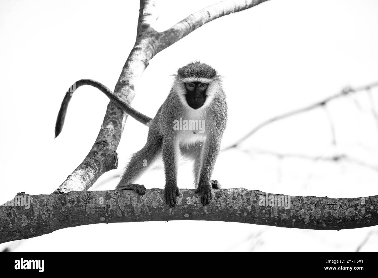 Monkey vervet Black and White Stock Photos & Images - Alamy