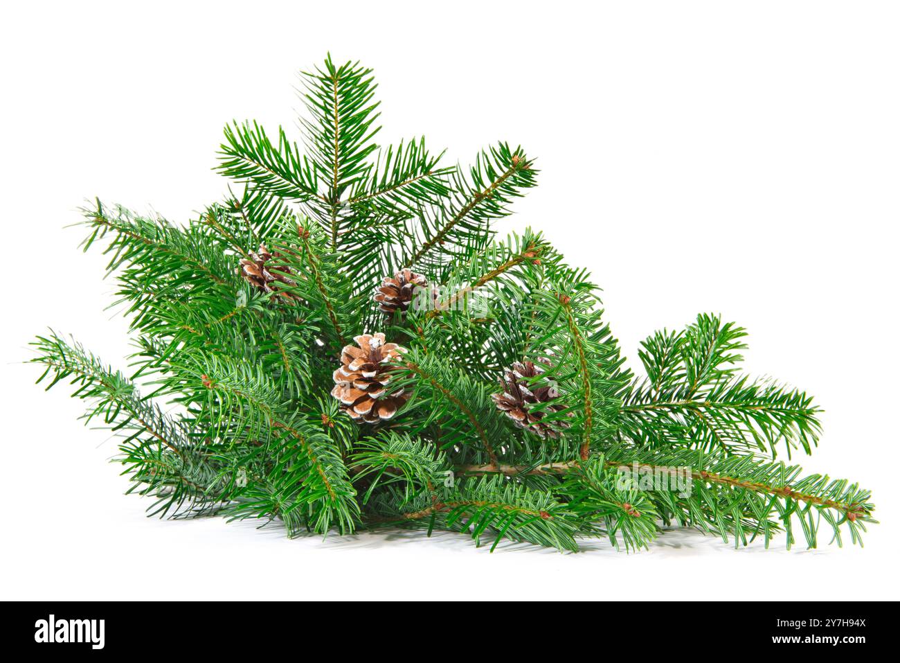 Christmas garland evergreen branches Cut Out Stock Images & Pictures ...