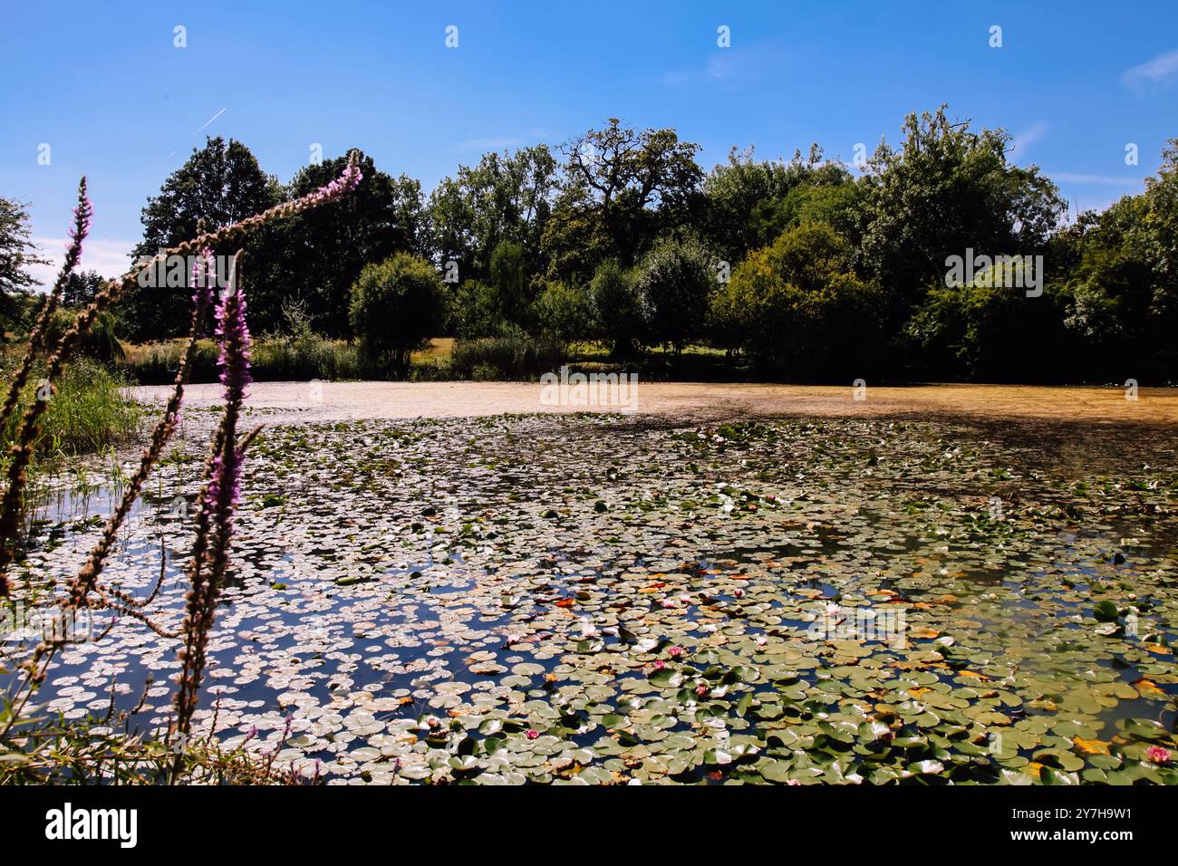 Sheepwash pond hatchlands park hi-res stock photography and images - Alamy