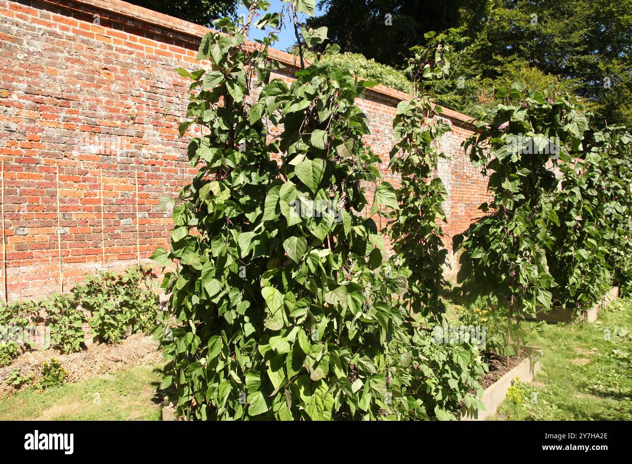 Runner bean vines growing outside at Hatchlands Park, Surrey, England ...