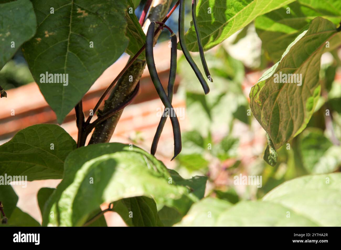 String runner beans growing on vine at Hatchlands Park, Surrey, England ...
