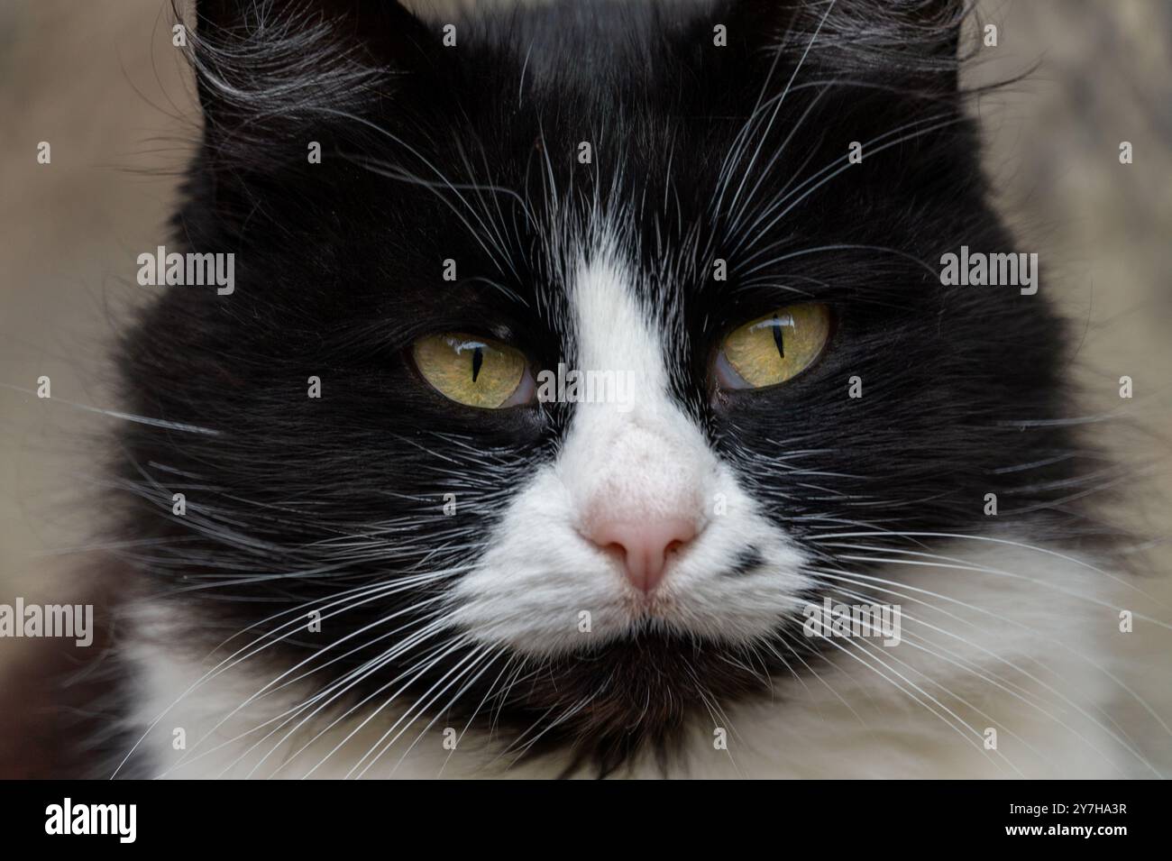 Intriguing texture hi-res stock photography and images - Alamy