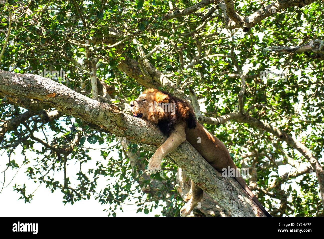 A tree - climbing lion in Ishasha, Queen Elizabeth National Park ...