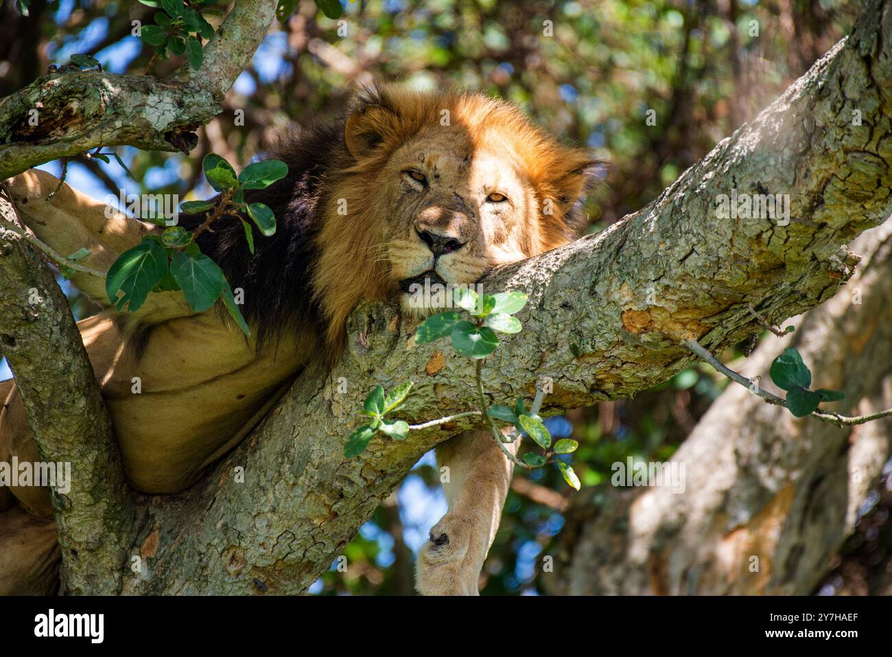 A tree - climbing lion in Ishasha, Queen Elizabeth National Park ...