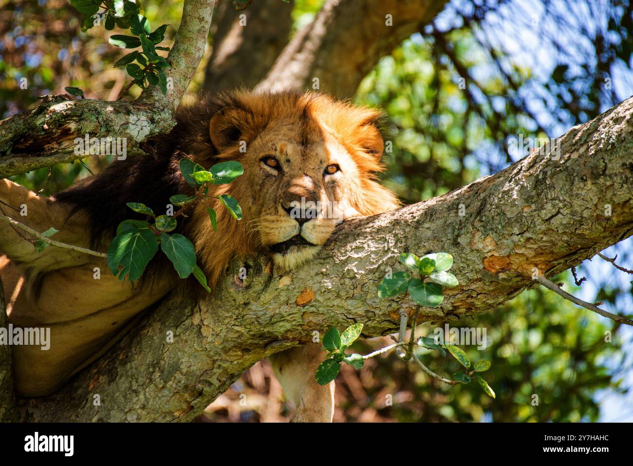 A tree - climbing lion in Ishasha, Queen Elizabeth National Park ...