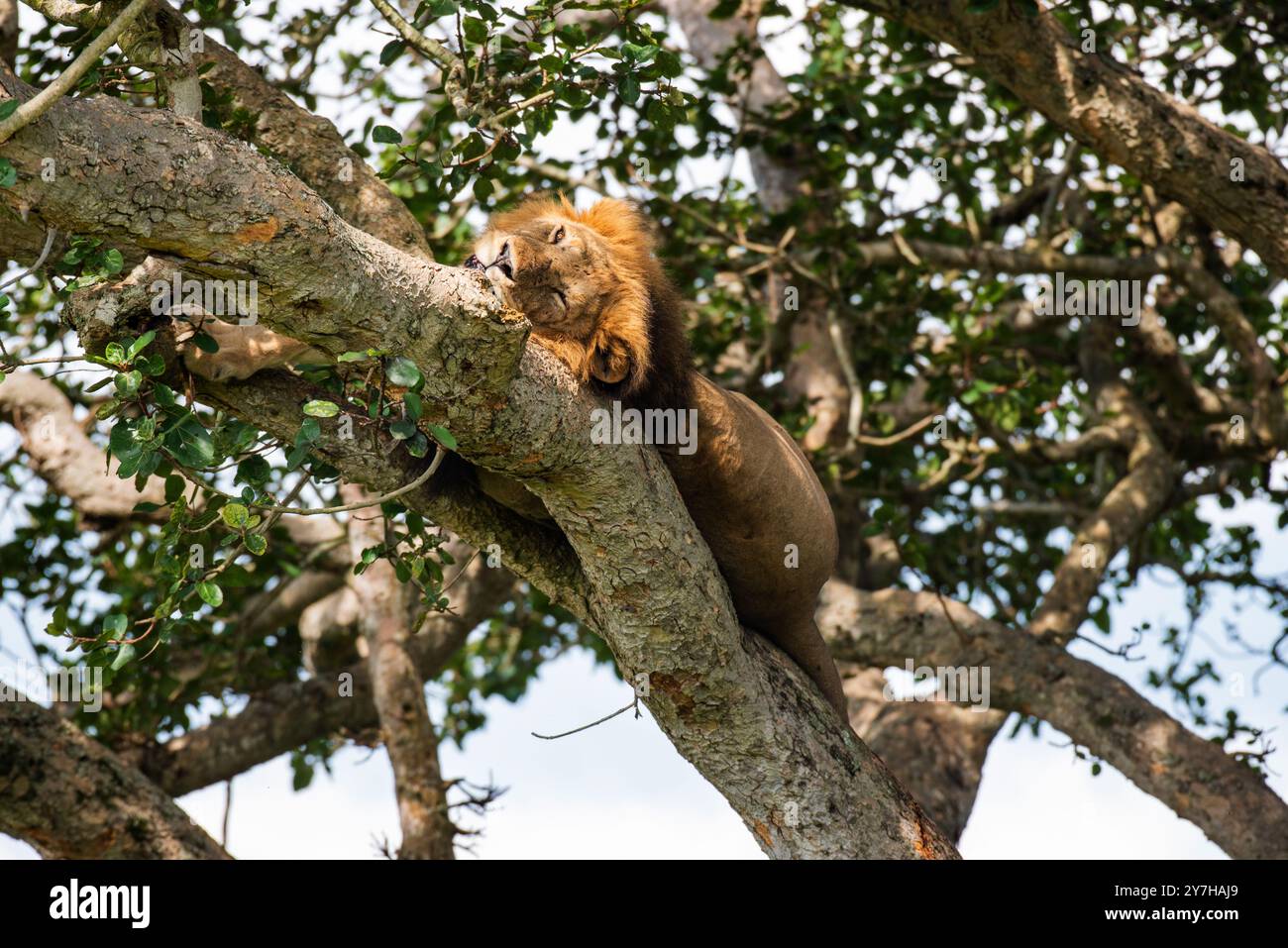 A tree - climbing lion in Ishasha, Queen Elizabeth National Park ...