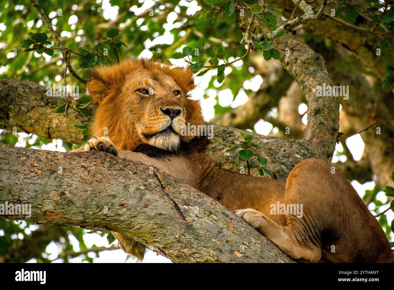 A tree - climbing lion in Ishasha, Queen Elizabeth National Park ...