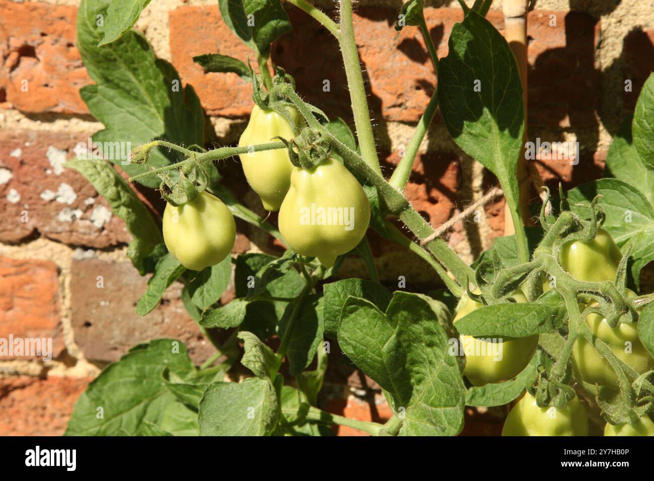 Tomatoes growing on vine against brick wall in Hatchlands Park, Surrey ...