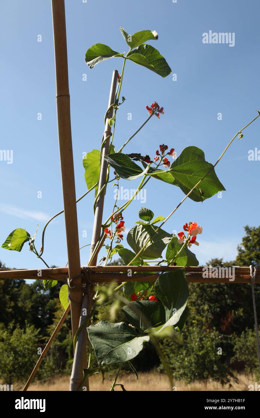 Runner Bean 'Painted Lady' growing in allotment at Hatchlands Park ...