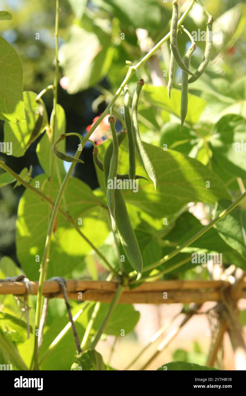 Runner Bean 'Painted Lady' growing in allotment at Hatchlands Park ...