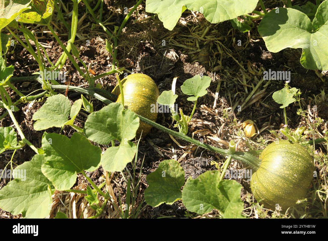 Pumpkins growing outside in a Pumpkin Patch in garden of Hatchlands ...