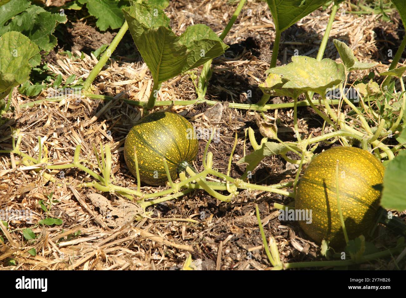 Pumpkins growing outside in a Pumpkin Patch in garden of Hatchlands ...