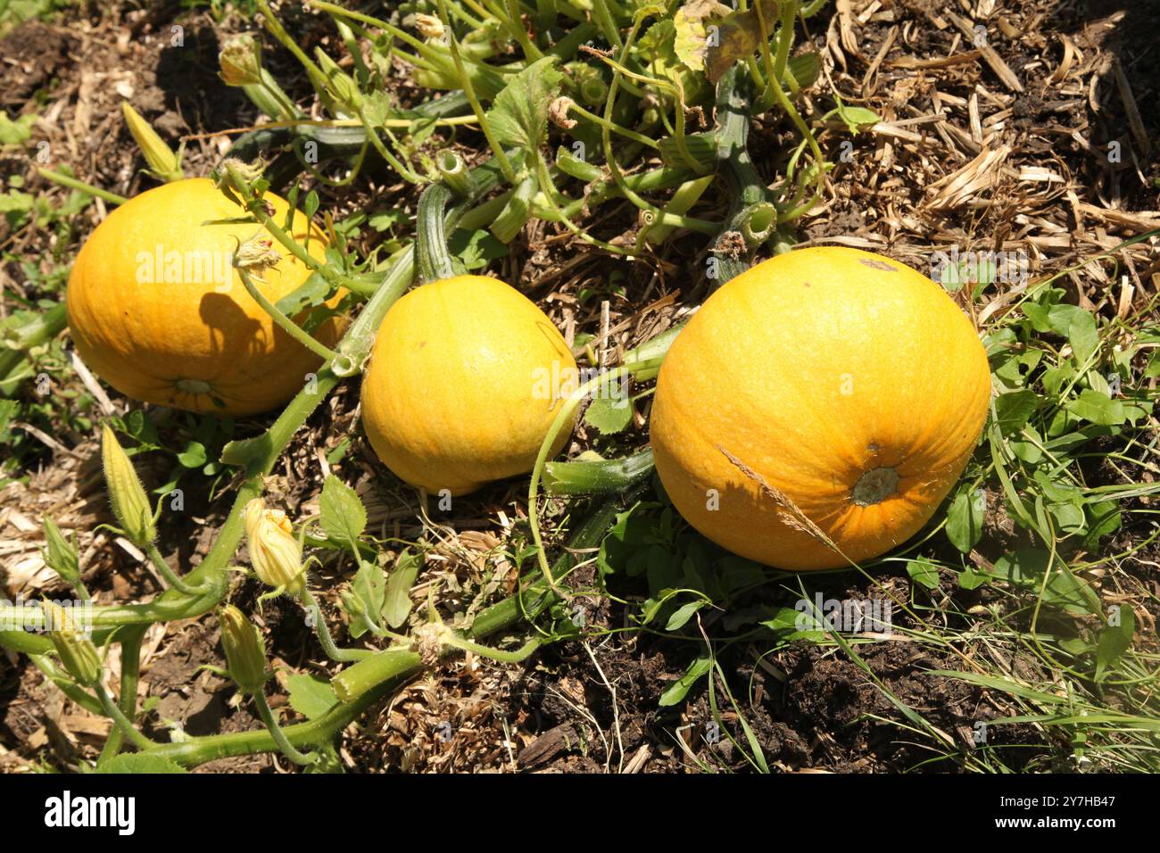 Pumpkins growing outside in a Pumpkin Patch in garden of Hatchlands ...