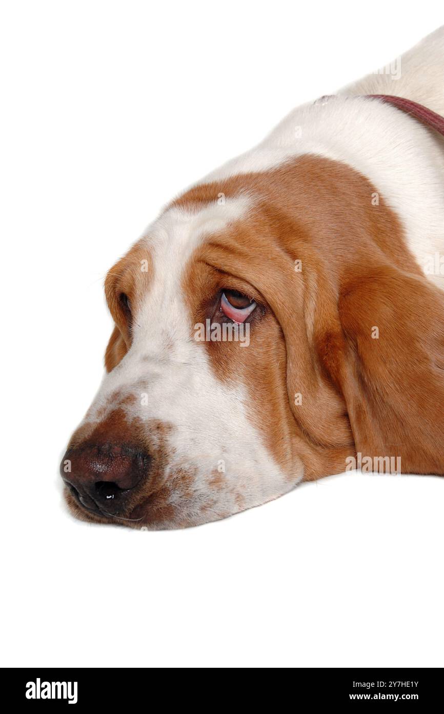 Sad sick Basset Hound dog on a clean white background Stock Photo - Alamy