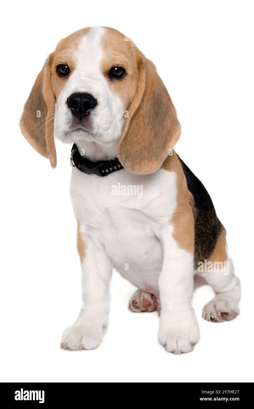 Sad beagle puppy dog on a clean white background Stock Photo - Alamy