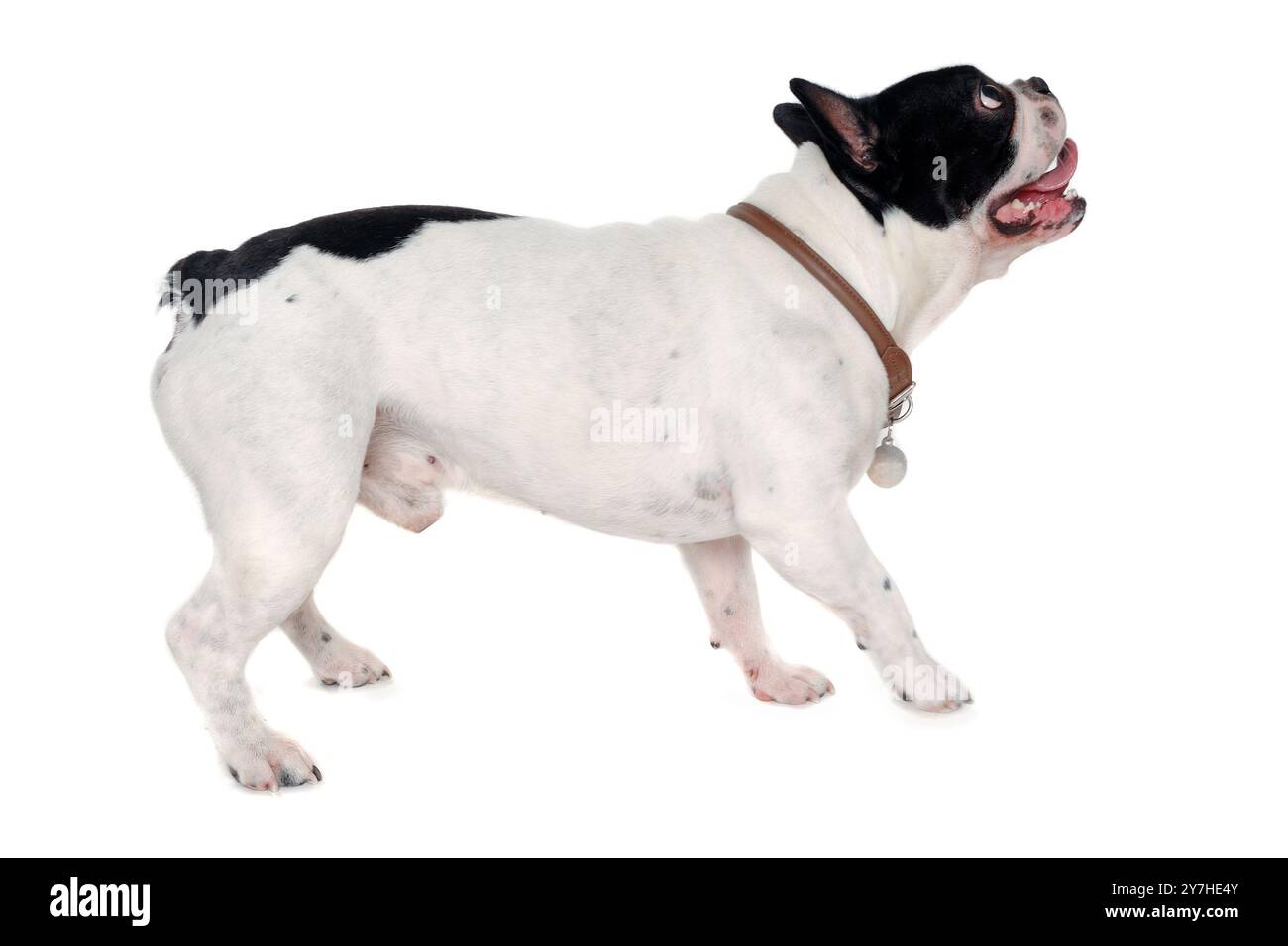 Dog french bulldog playing on Cut Out Stock Images & Pictures - Alamy