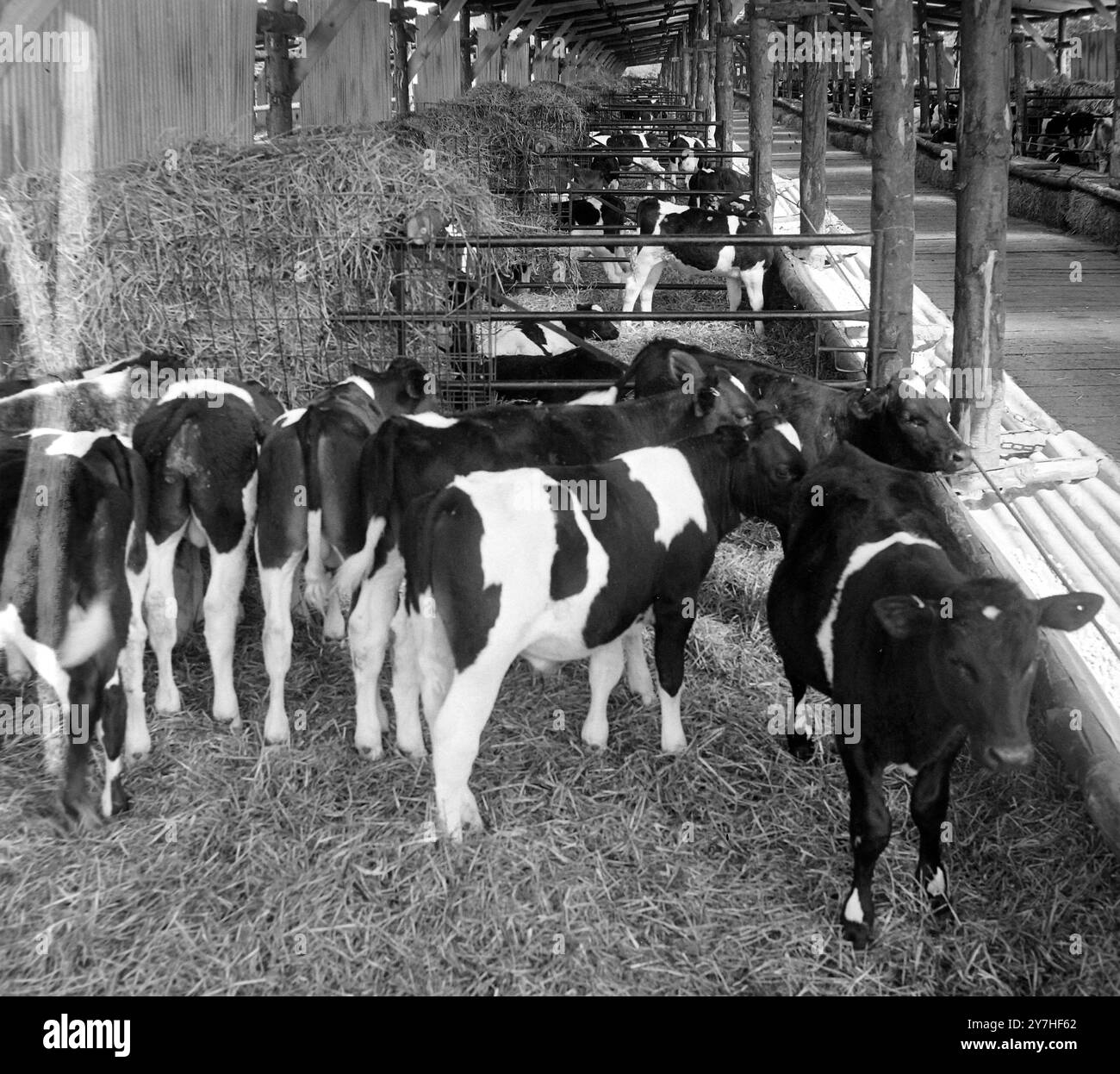 FACTORY FARM SCENE IN BRITAIN BIGGEST FACTORY FARM IN OLD NEWTON ; 21 ...