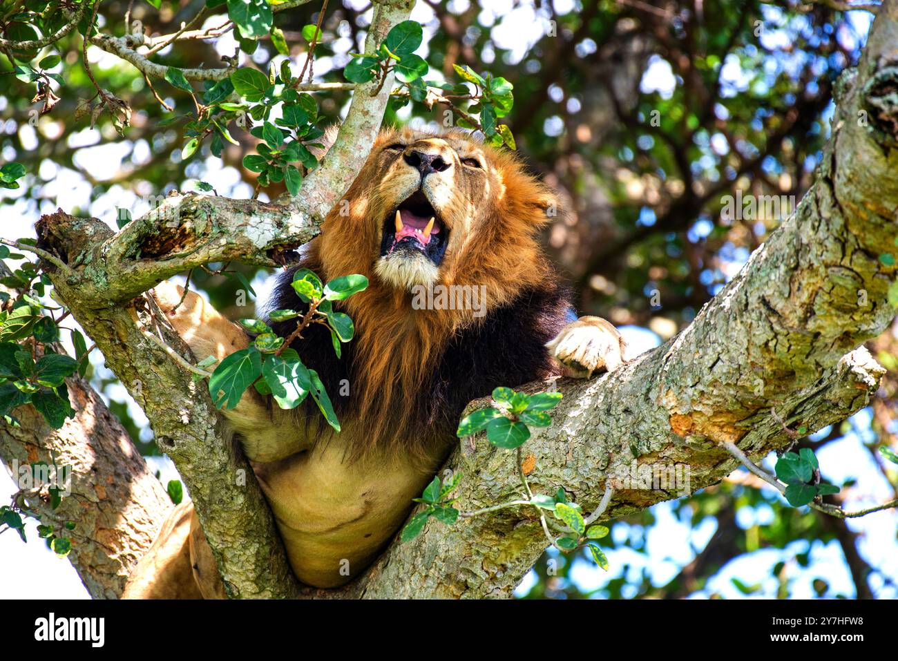 A tree - climbing lion in Ishasha, Queen Elizabeth National Park ...