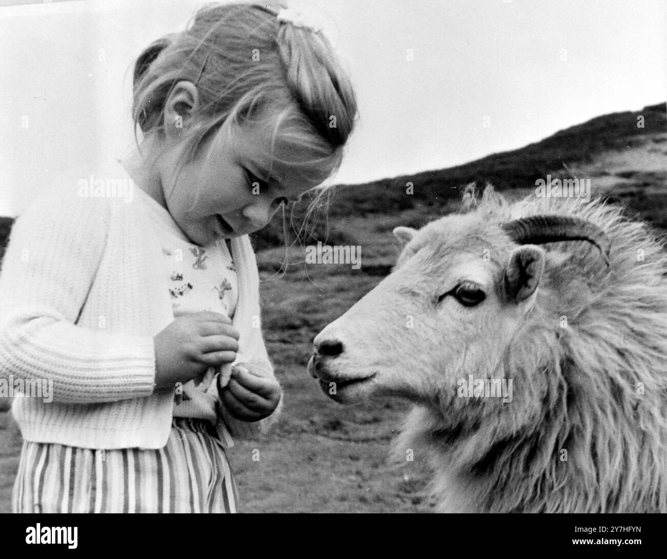Sheep by church hi-res stock photography and images - Alamy