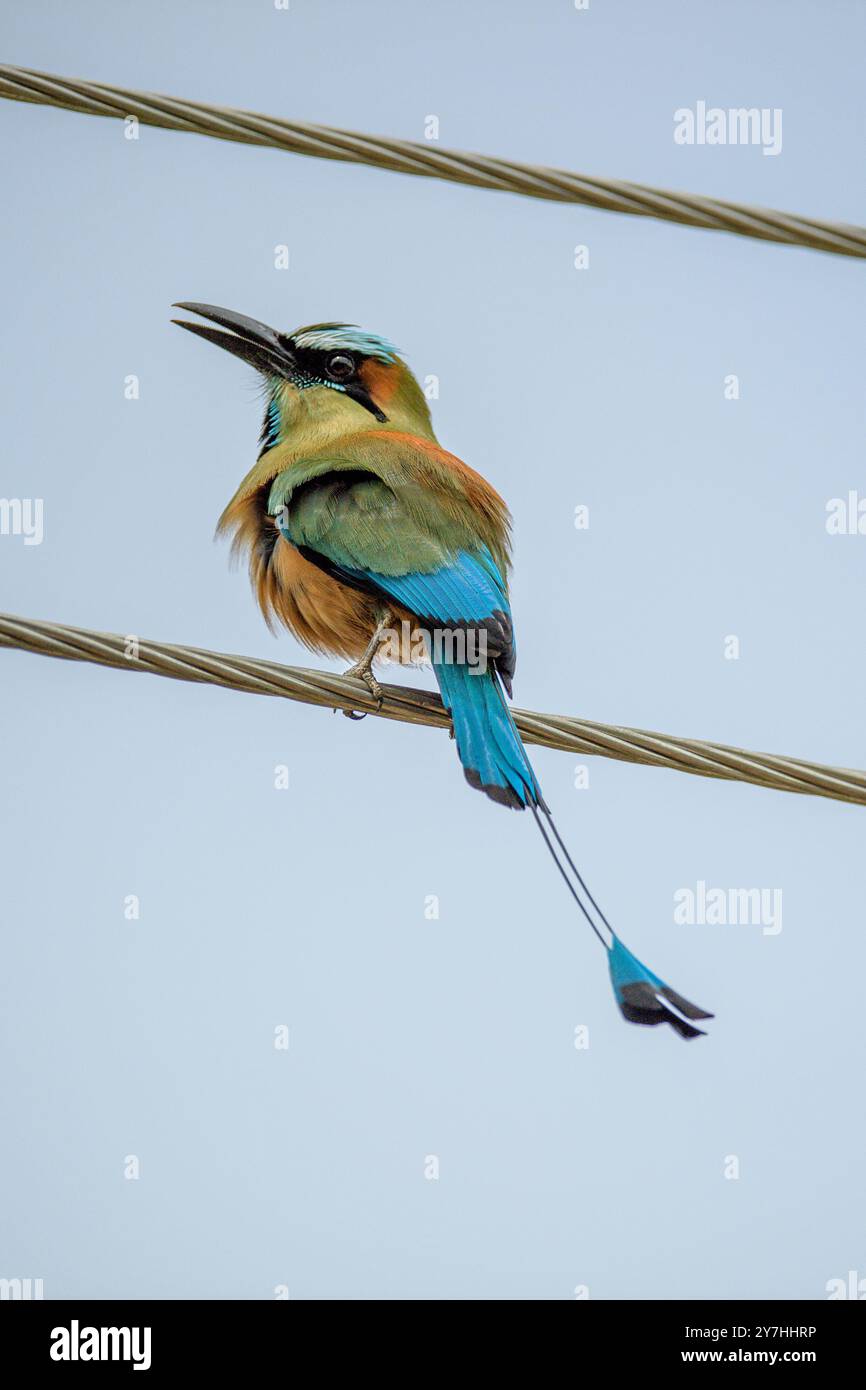 Turquoise-browed Motmot (Eumomota superciliosa) of Costa Rica Stock ...