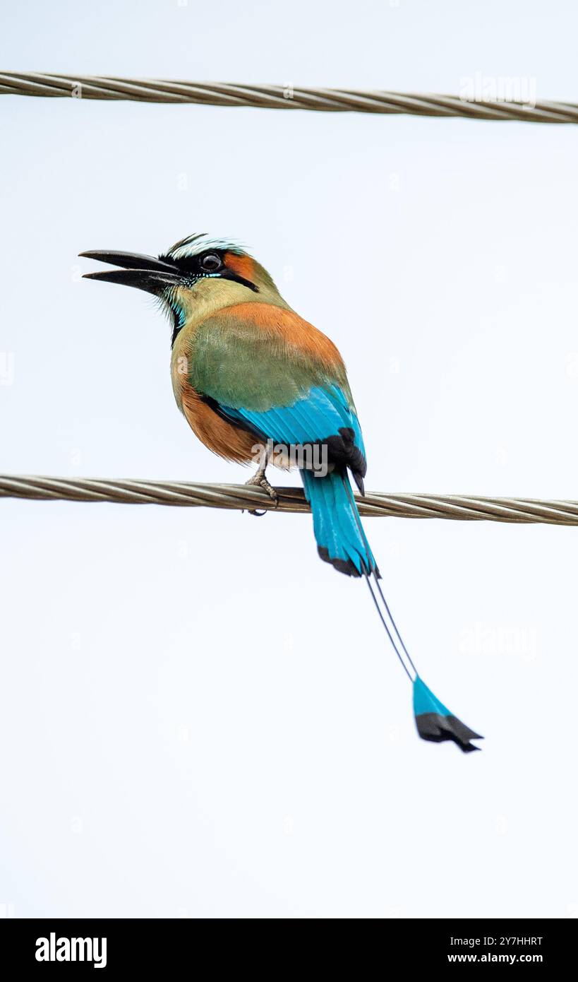 Turquoise-browed Motmot (Eumomota superciliosa) of Costa Rica Stock ...