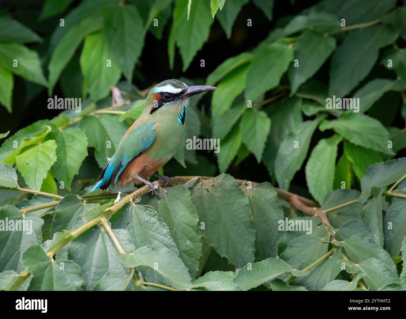 Turquoise-browed Motmot (Eumomota superciliosa) of Costa Rica Stock ...