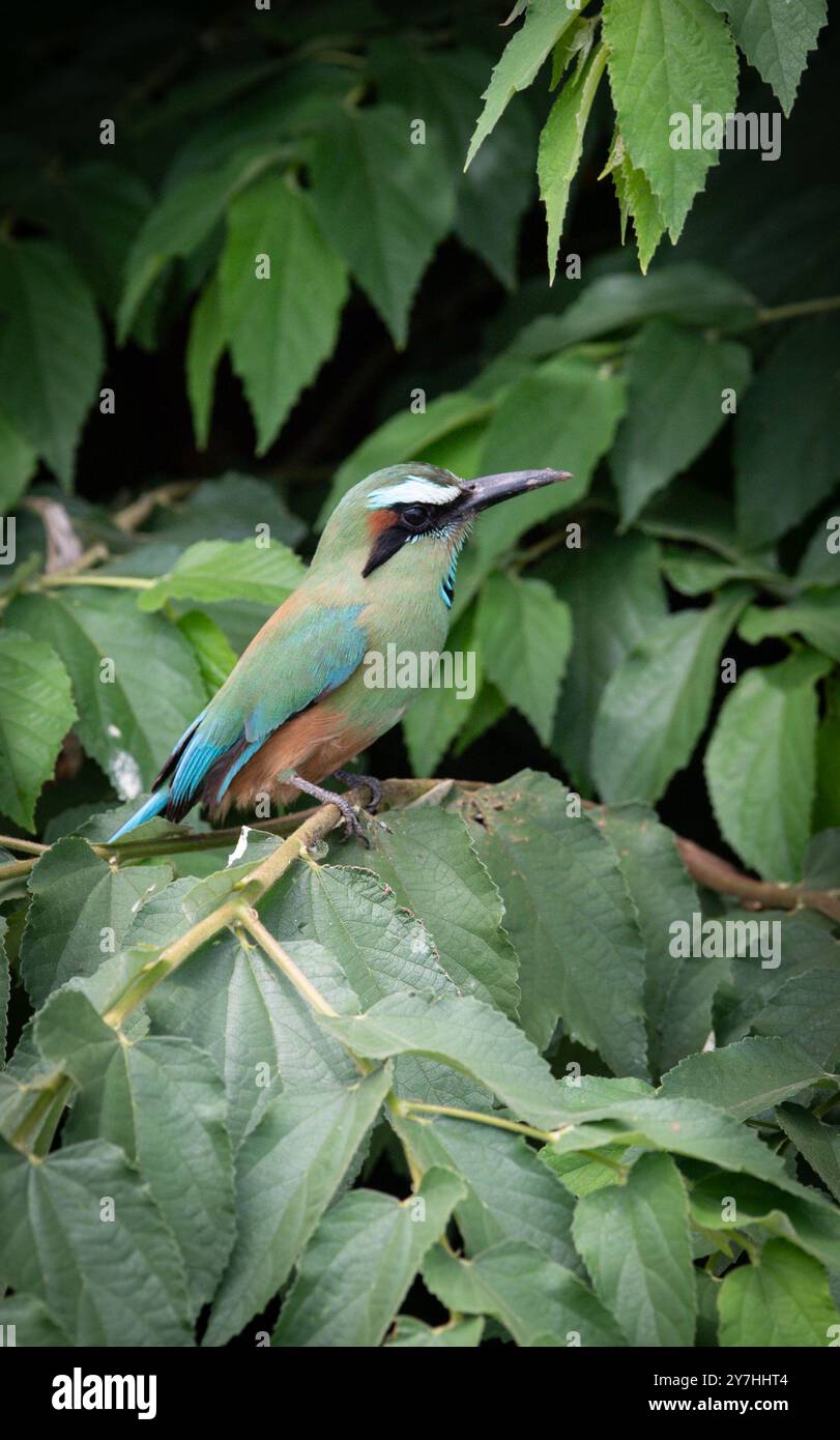 Turquoise-browed Motmot (Eumomota superciliosa) of Costa Rica Stock ...