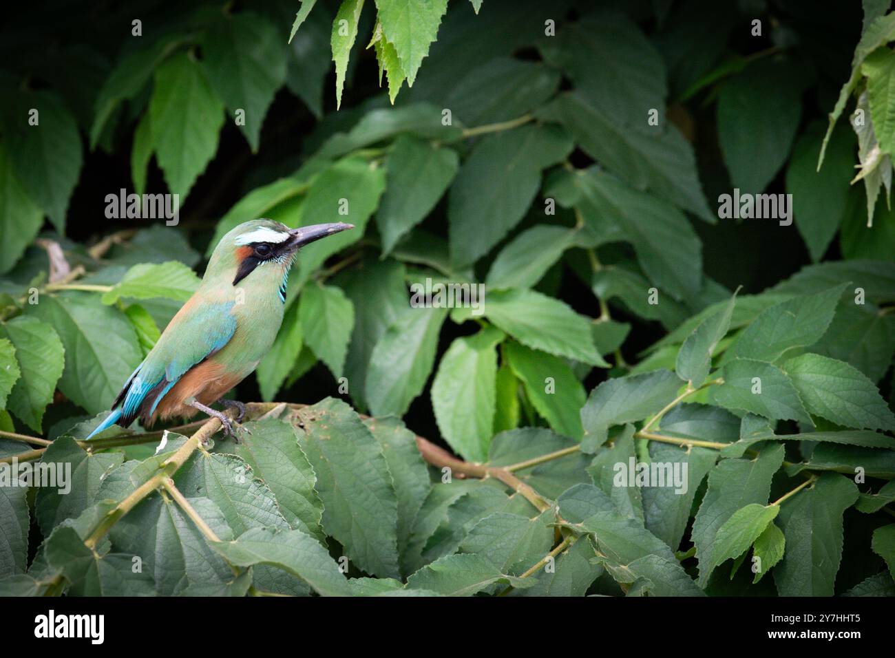 Turquoise-browed Motmot (Eumomota superciliosa) of Costa Rica Stock ...