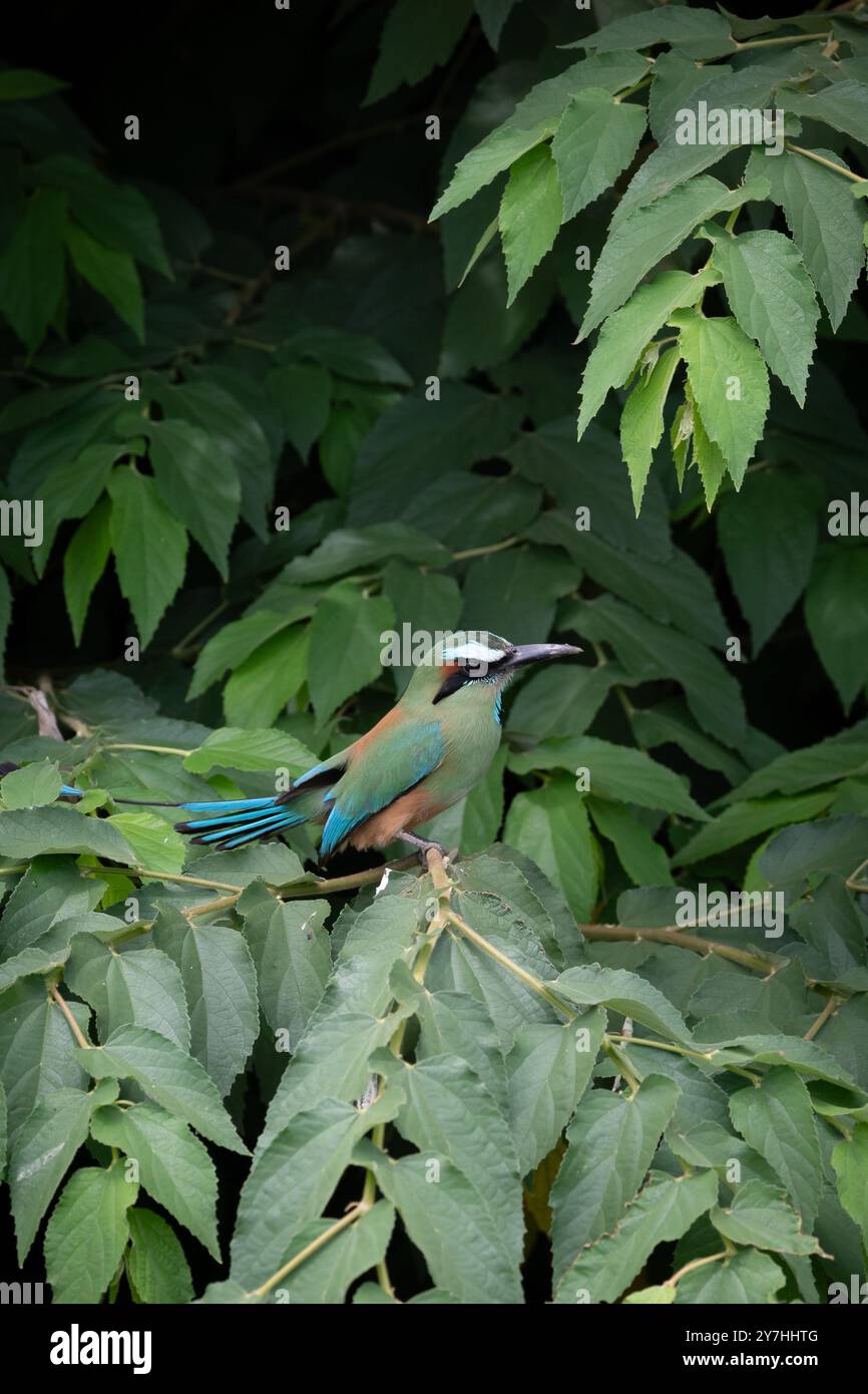 Turquoise-browed Motmot (Eumomota superciliosa) of Costa Rica Stock ...