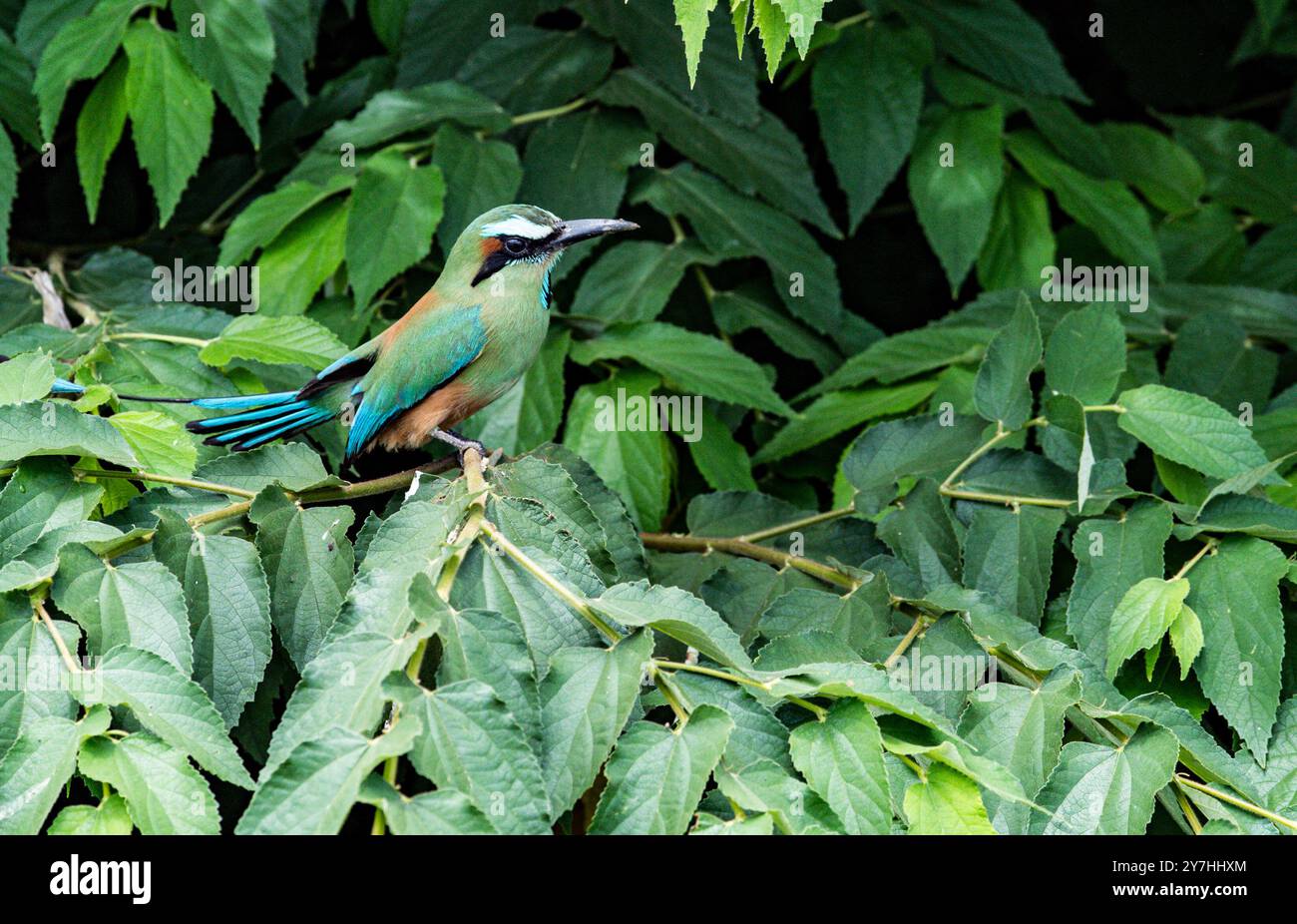 Turquoise-browed Motmot (Eumomota superciliosa) of Costa Rica Stock ...