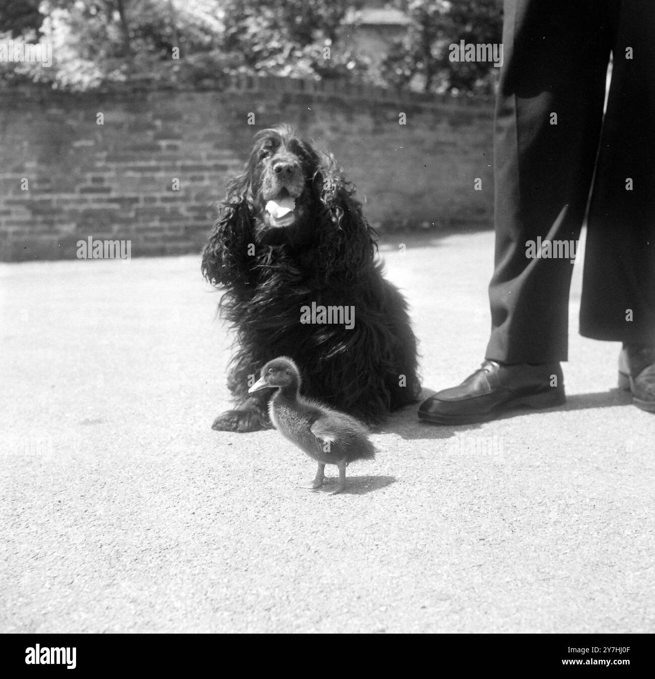 Picture of a cocker spaniel Black and White Stock Photos & Images - Alamy