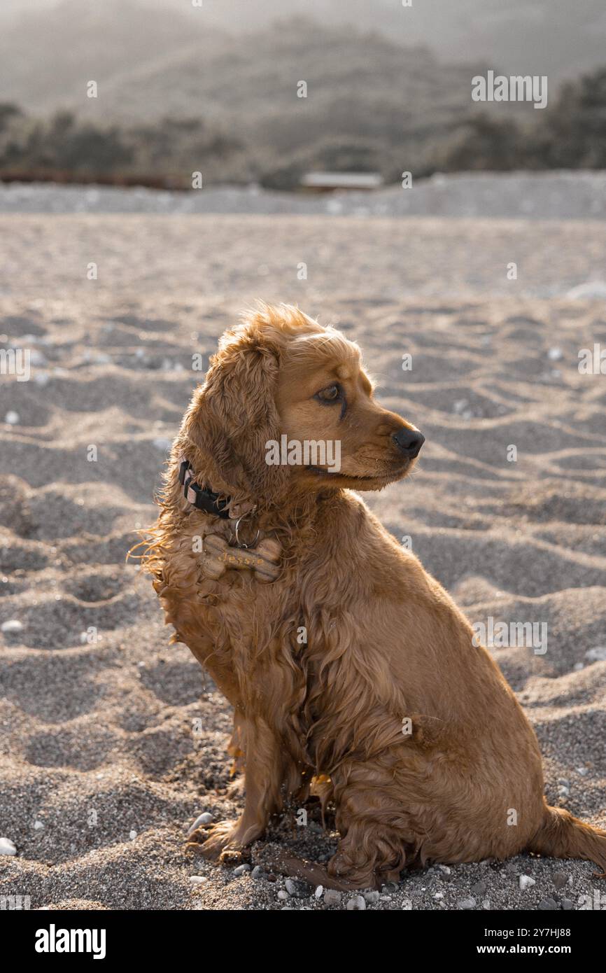 Cocker spaniel dog has fun playing and running along the beach on a hot ...
