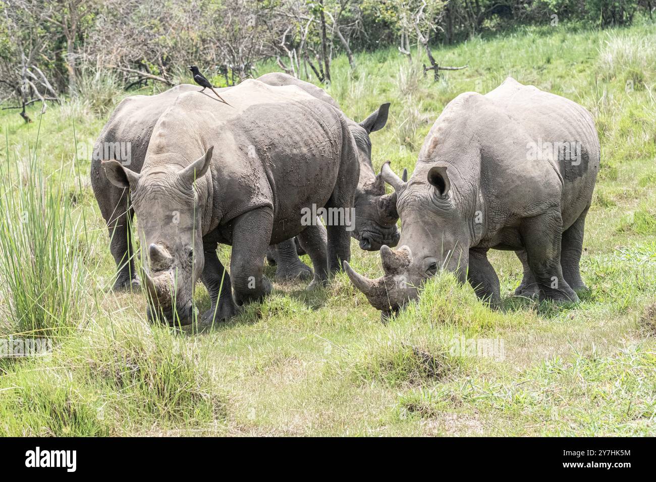 rhino in protected area in national park, Uganda Stock Photo - Alamy