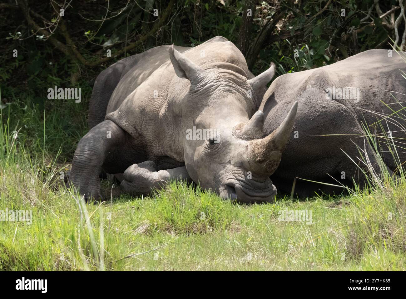 rhino in protected area in national park, Uganda Stock Photo - Alamy
