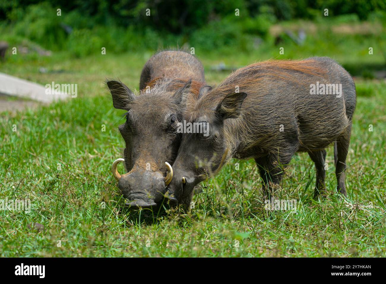 Warthogs (Phacochoerus africanus ) in Murchison Falls National Park ...