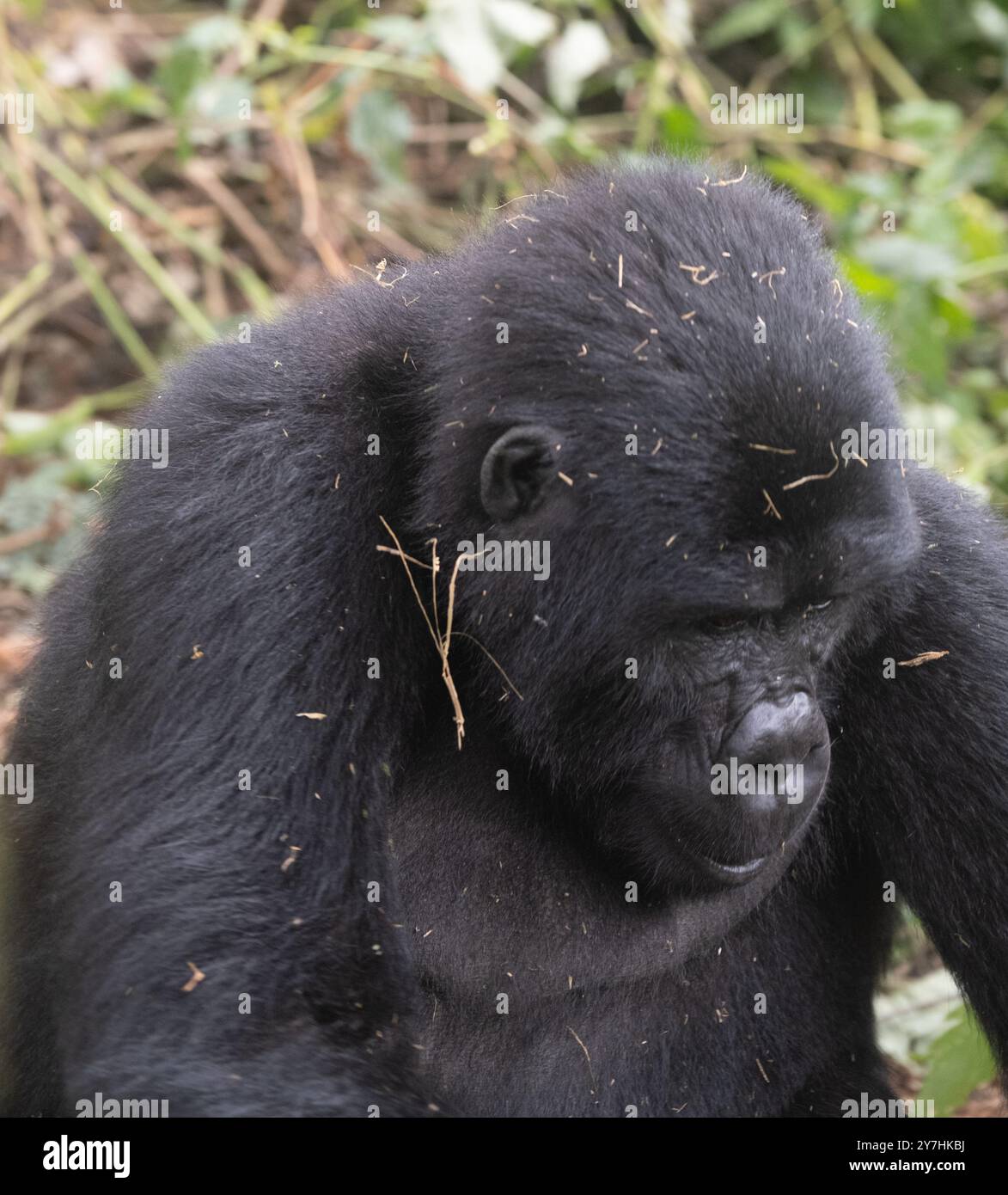 great silverback Mountain Gorilla, in the Bwindi National Park in ...