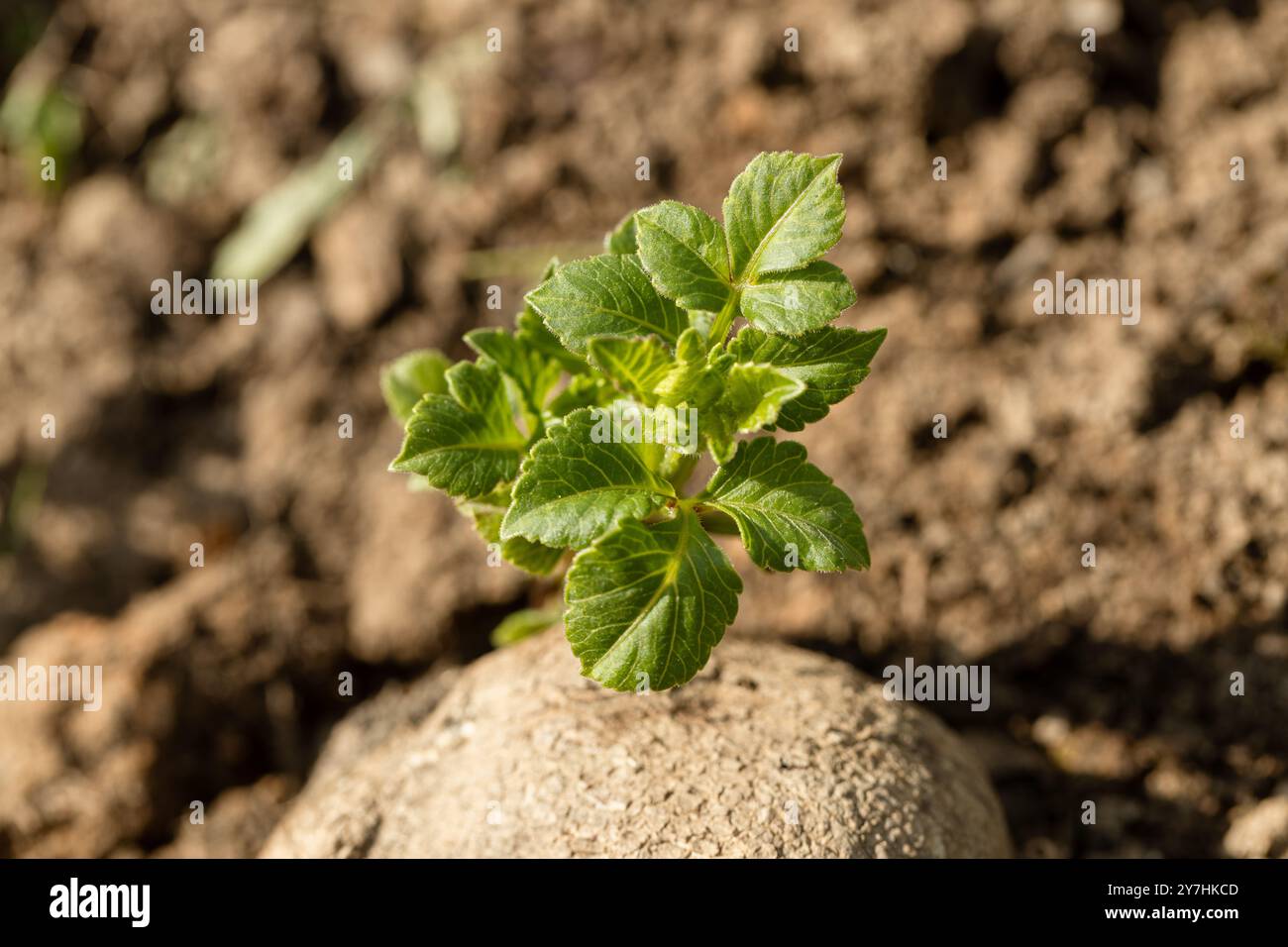dahlia tuber with green sprout close-up Stock Photo - Alamy
