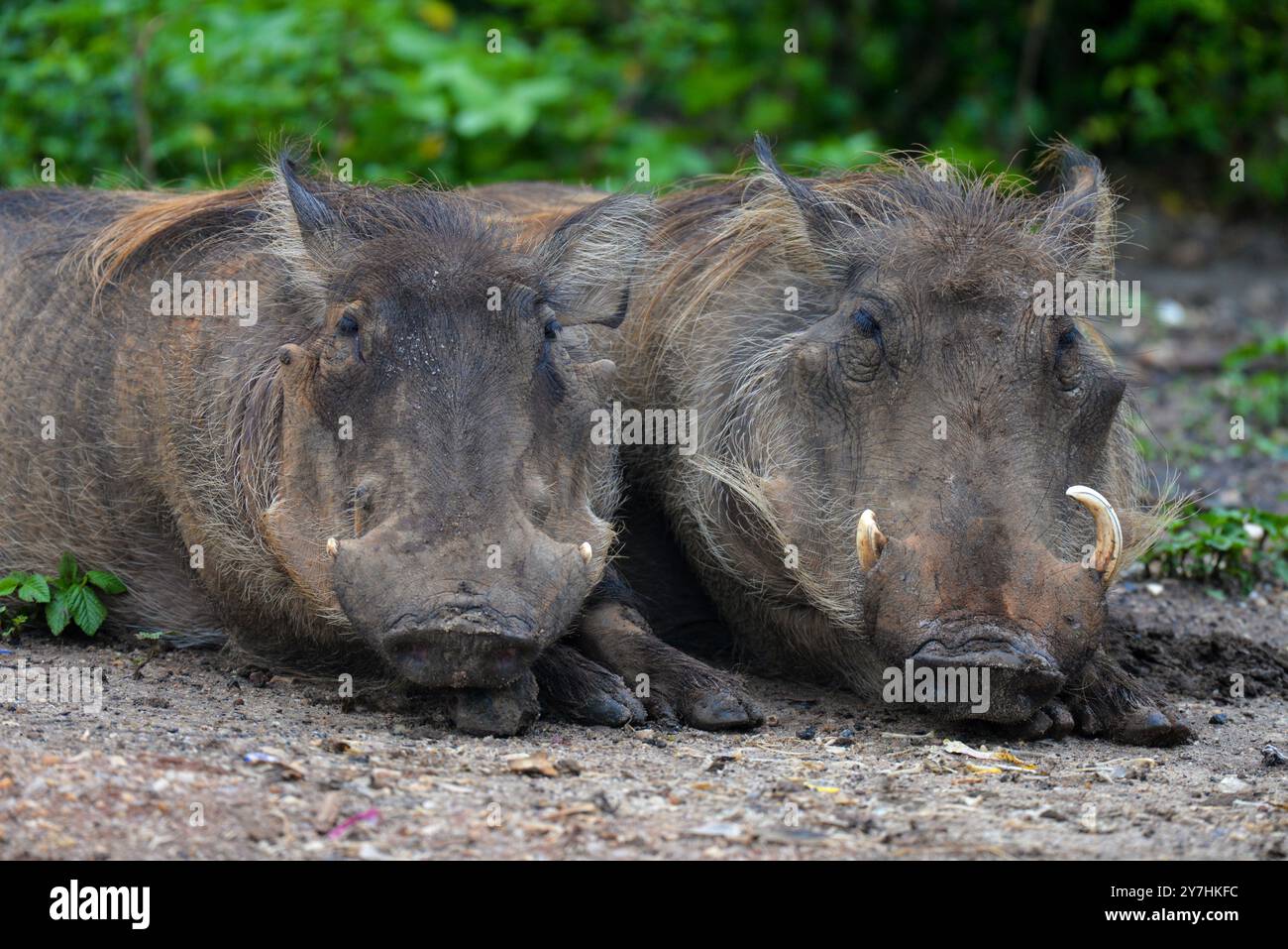 Warthogs (Phacochoerus africanus ) in Murchison Falls National Park ...