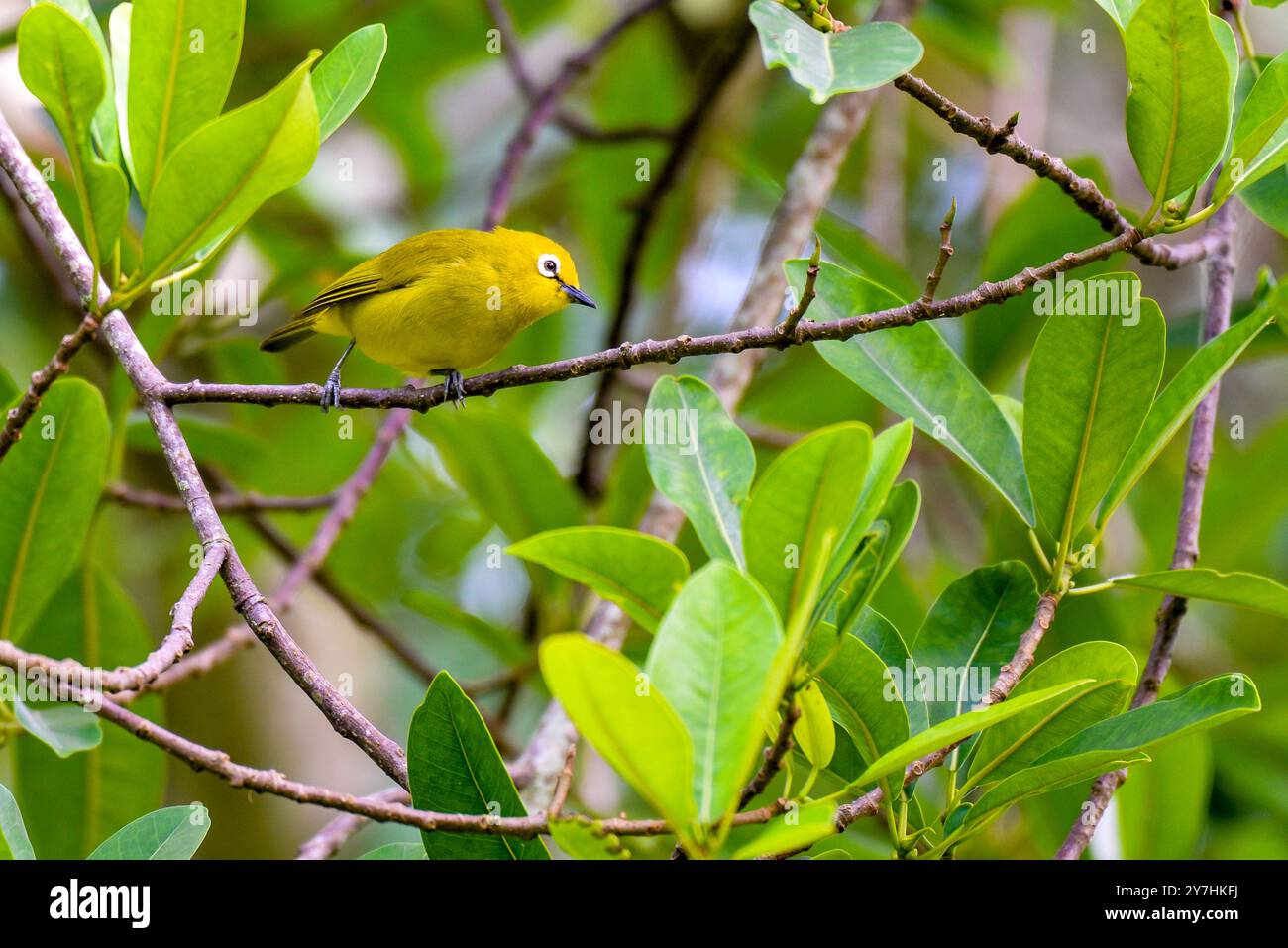 Yellow White-eye - Zosterops senegalensis – Uganda Stock Photo - Alamy