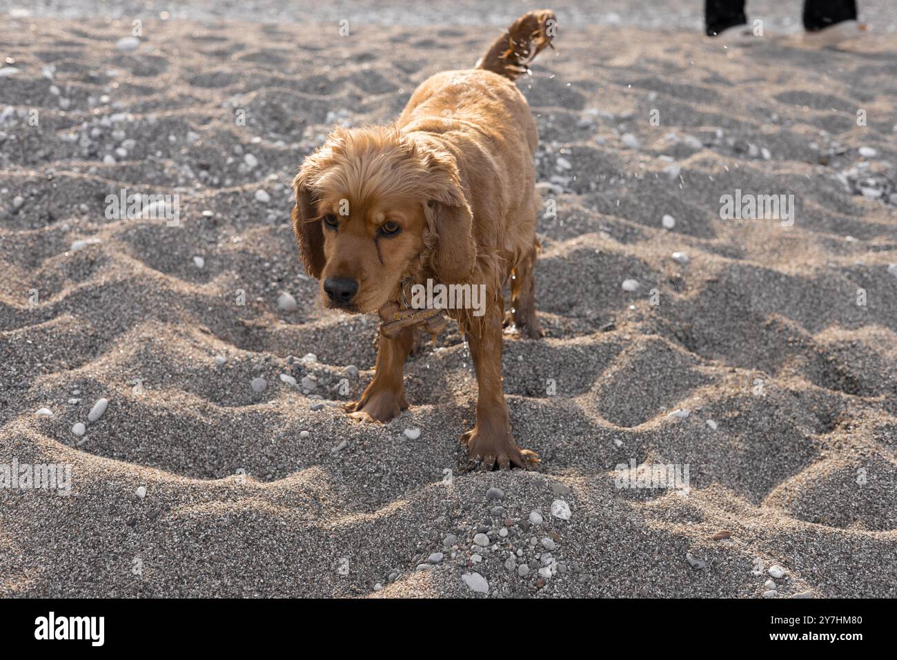 Cocker spaniel dog has fun playing and running along the beach on a hot ...