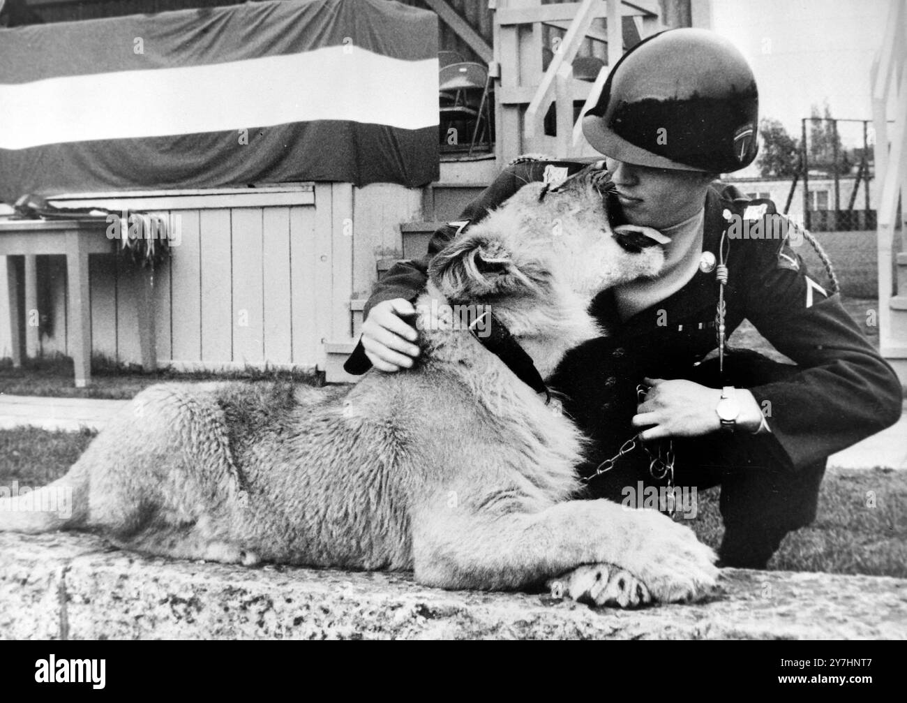ALEXANDER FLYNT WITH LION MASCOT OF US INFANTRY IN BERLIN / ; 11 MAY ...