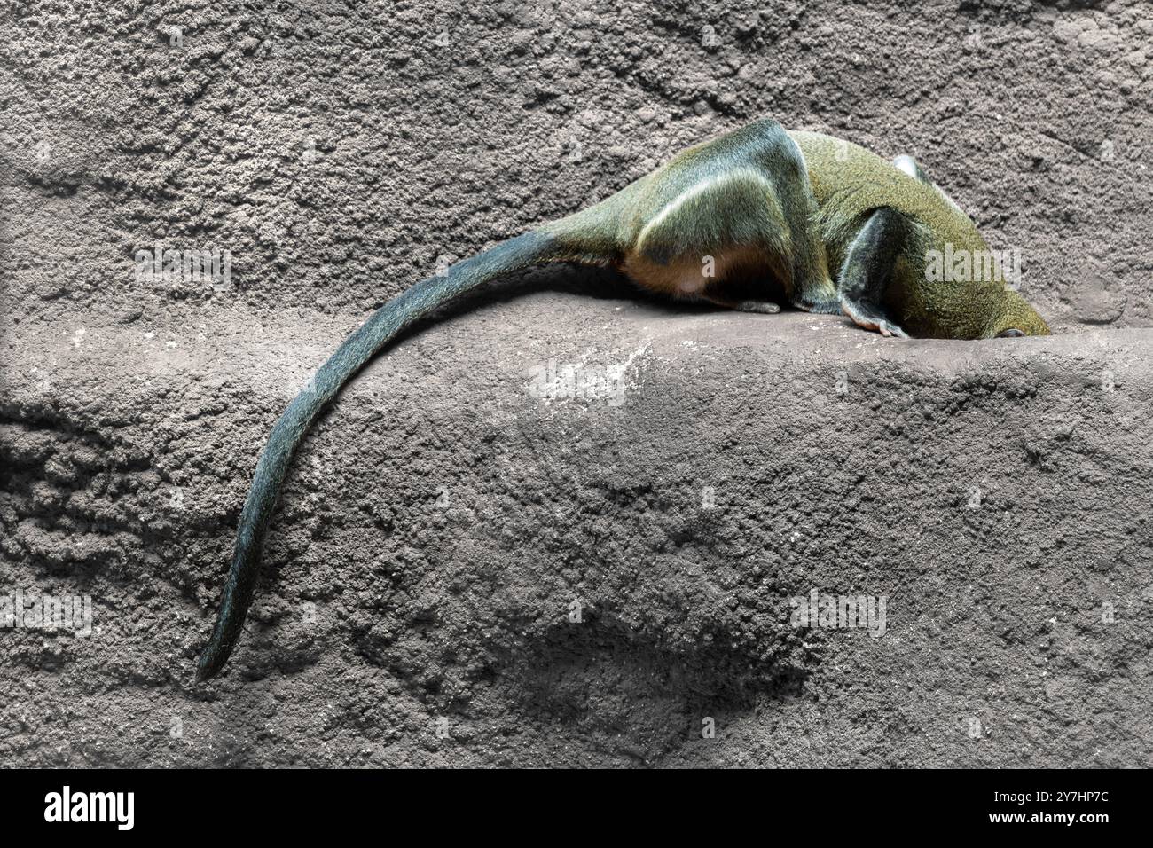 De Brazza's monkey (Cercopithecus prohibitus) is looking into a hole in ...