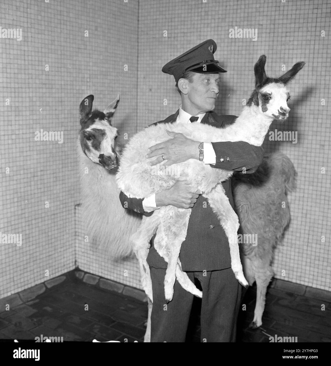 LLAMAS AT LONDON ZOO WITH GEORGE HUGHES ZOO KEEPER ; 5 MAY 1964 Stock ...