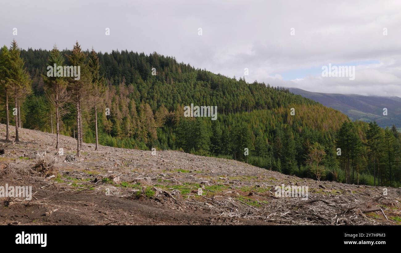 A felled area of trees in Grizedale Forest, the Lake District National ...